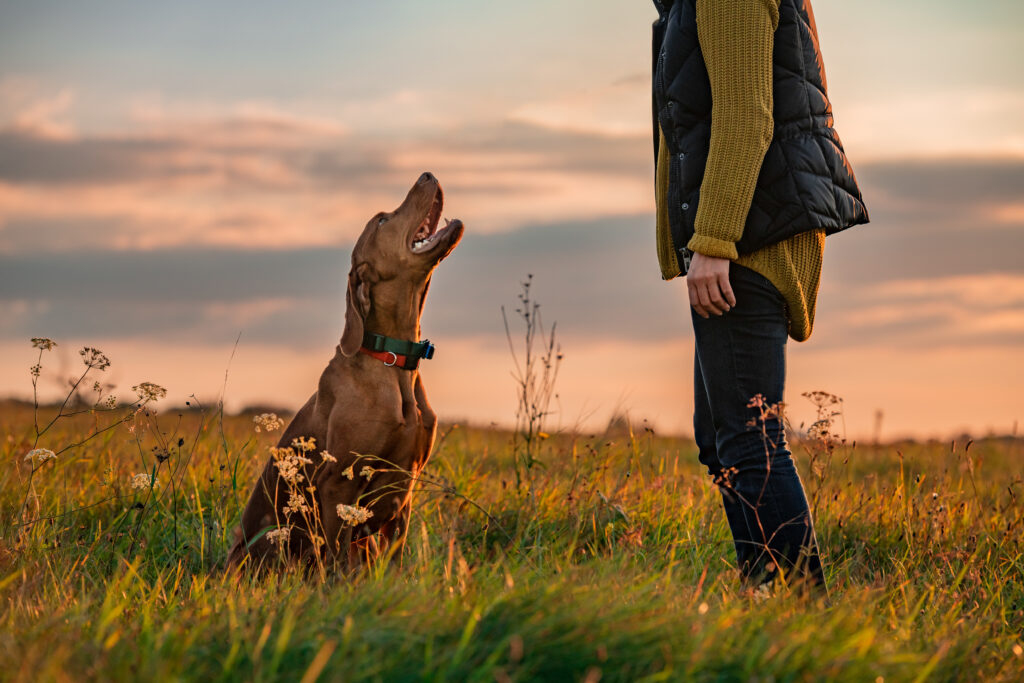 Diploma in Canine Management Studies (CityU) - City Unity College